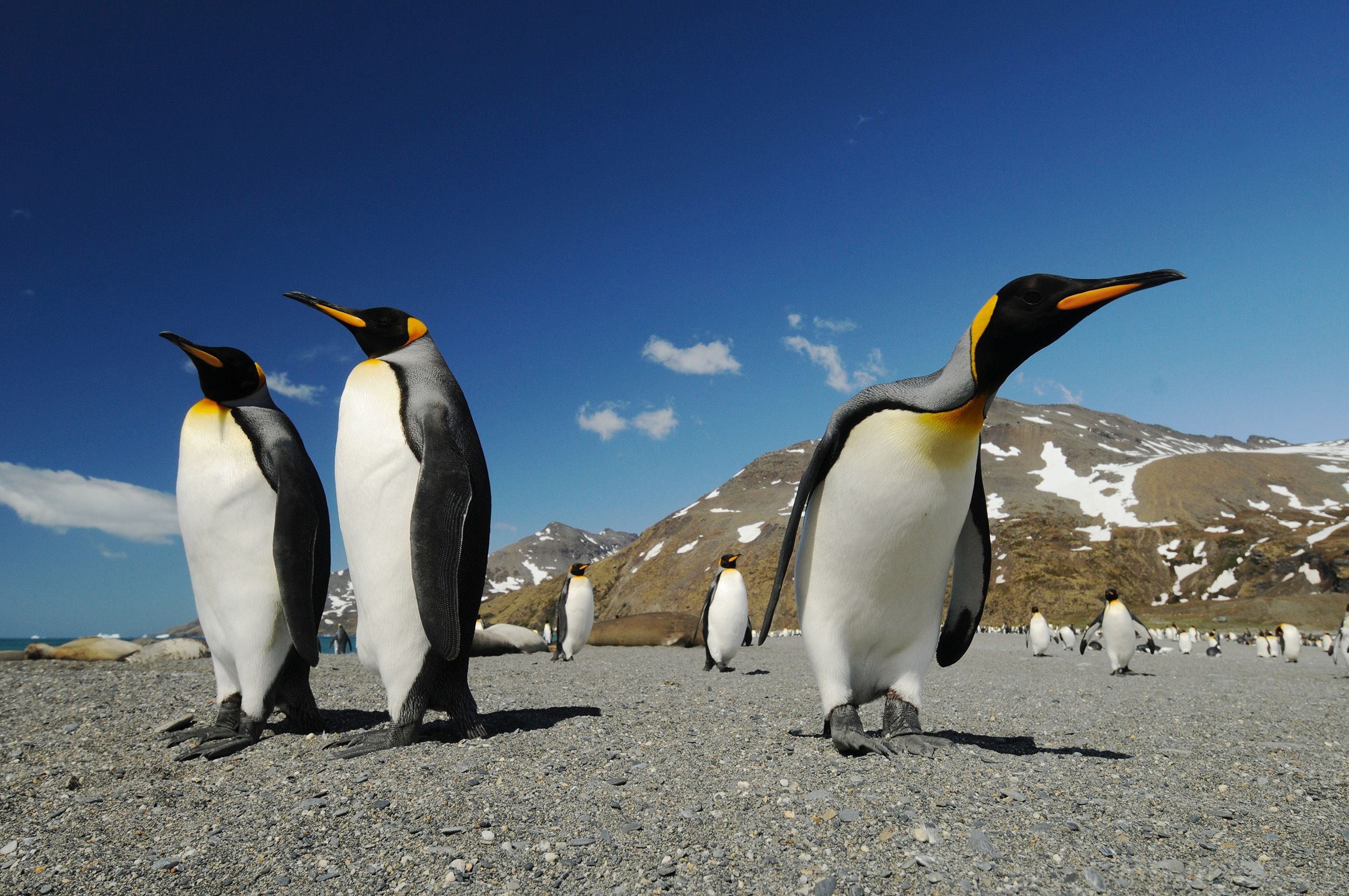 Ocean wallpapers - Greenpeace International